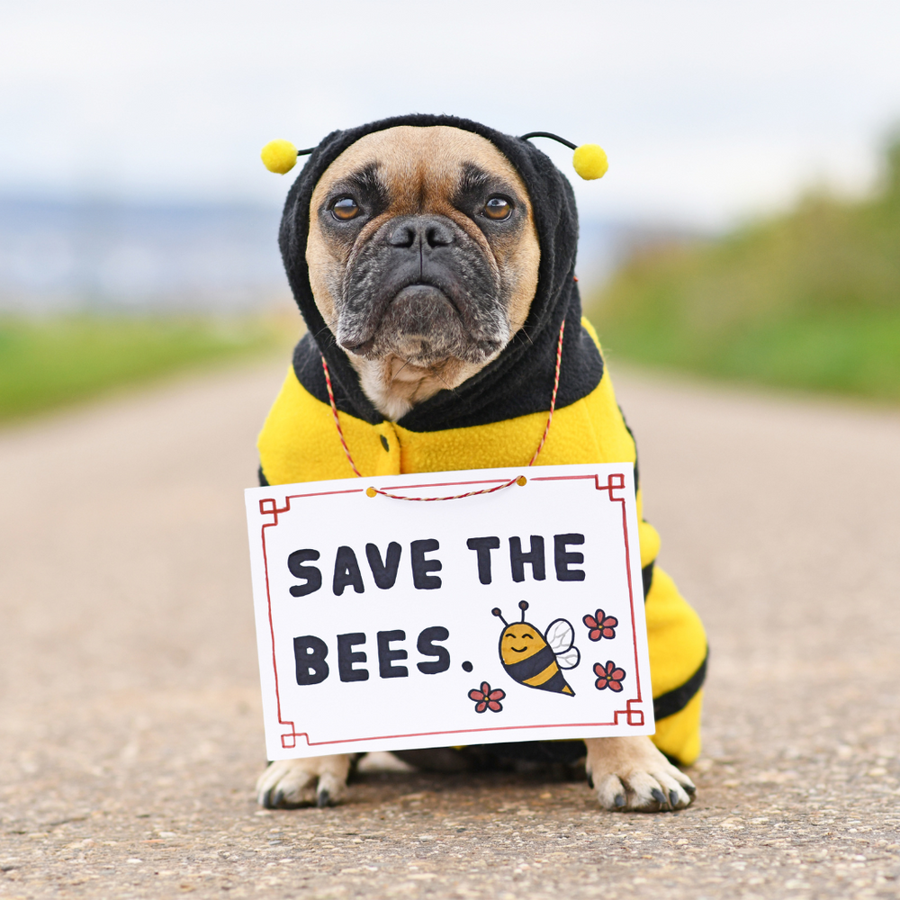 Help! My dog has been stung by a bee! - Walker and Drake