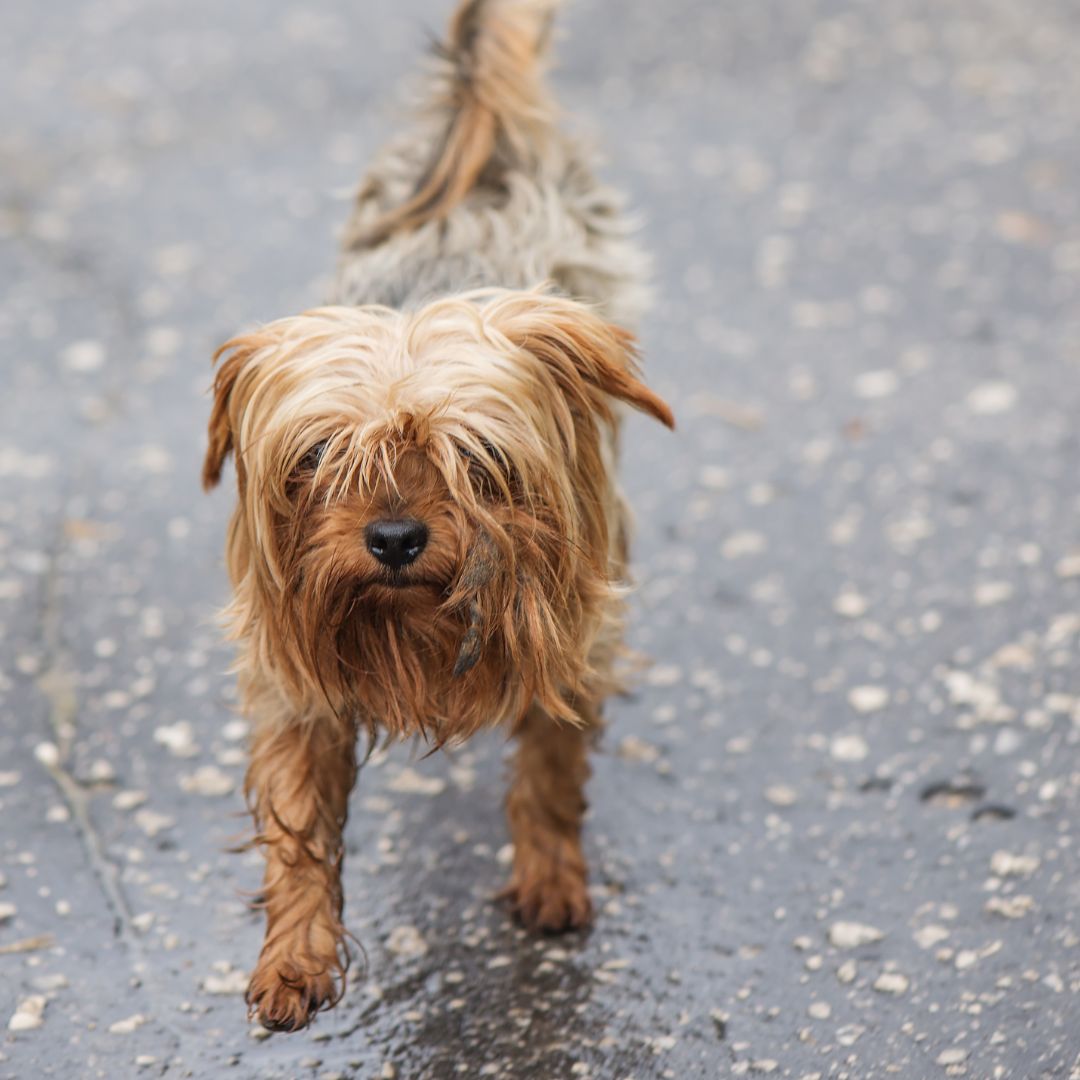 Weathering the Storm: Tips for Supporting Your Pooch Through British W ...