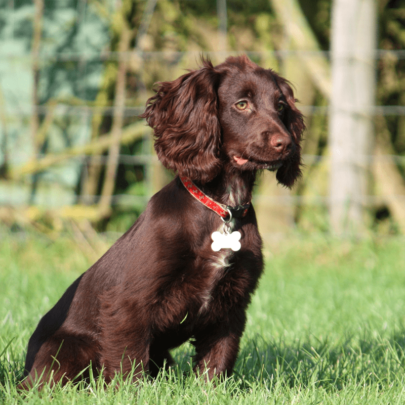 Walker & Drake Working Dog Food - Walker and Drake