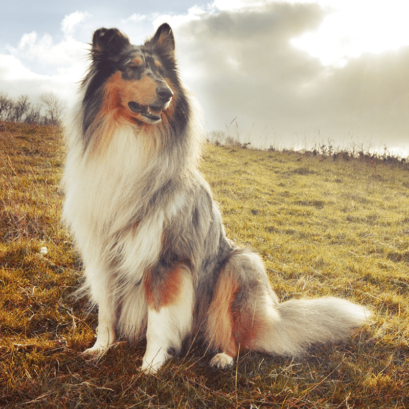 Walker & Drake Working Dog Food - Walker and Drake